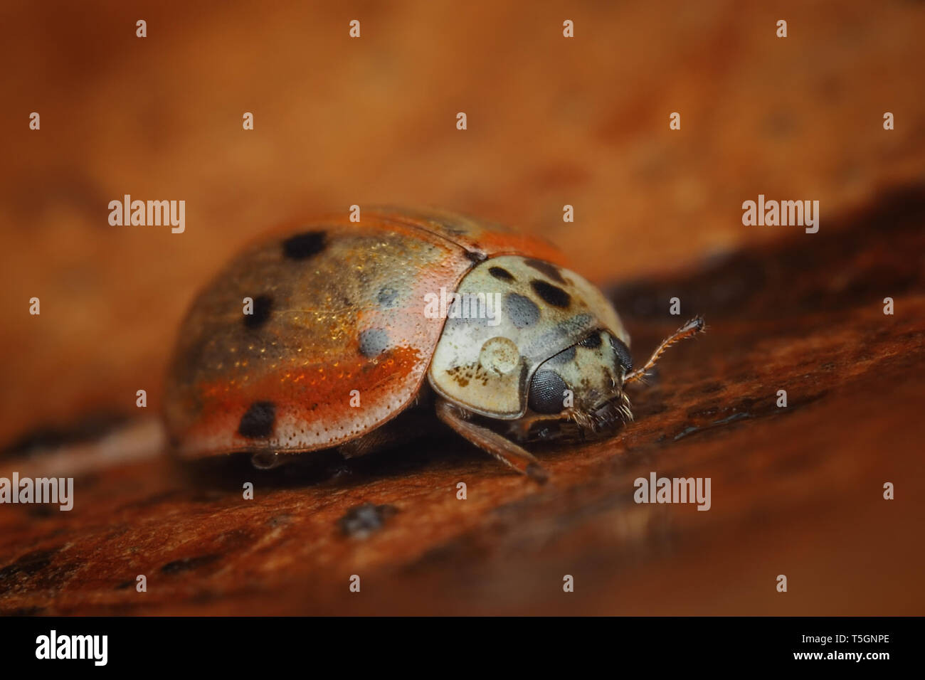 10 spot ladybird High Resolution Stock Photography and Images - Alamy