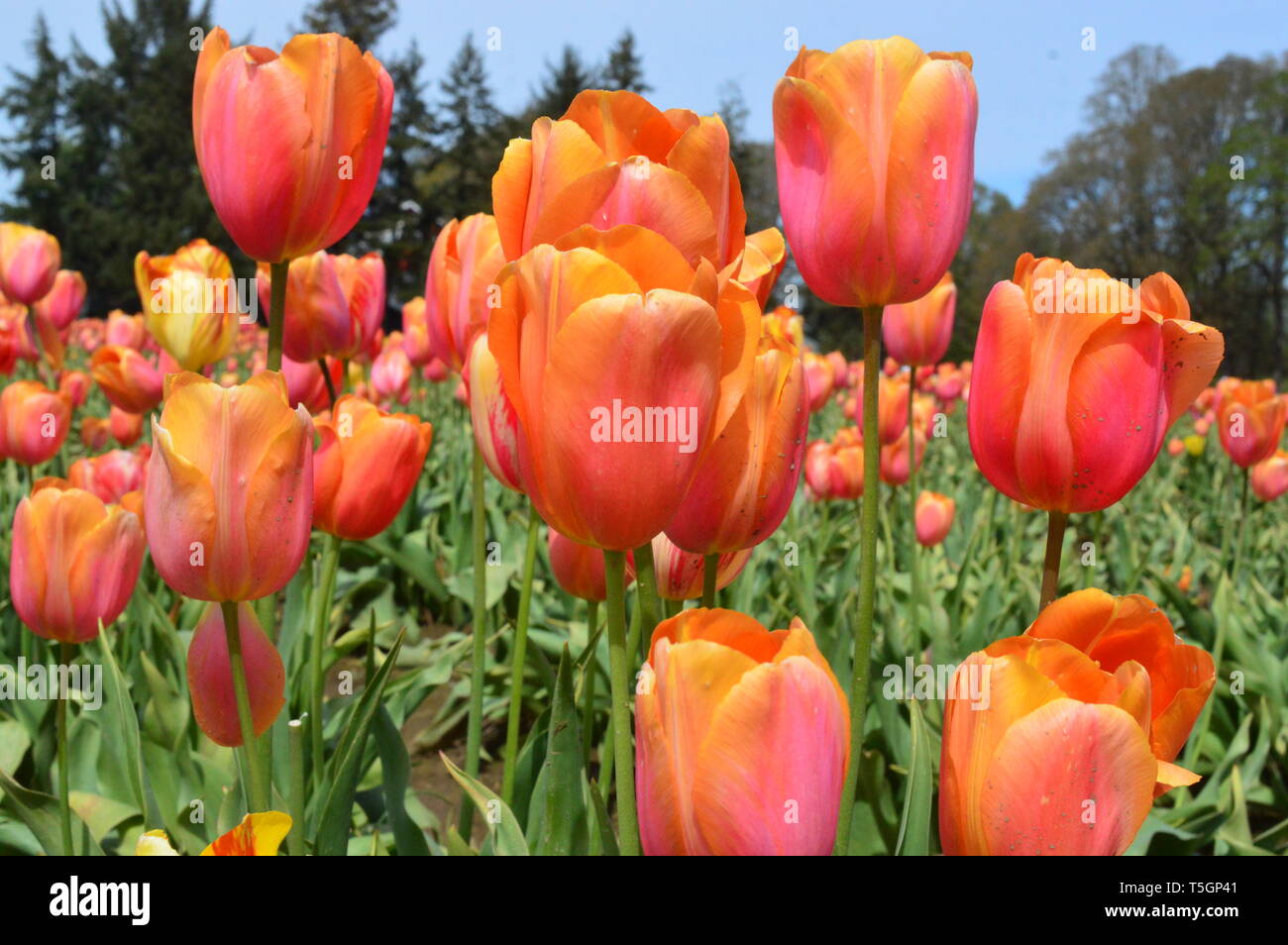 Orange tulips at Wooden Shoe Tulip Festival in Woodburn Oregon Stock ...