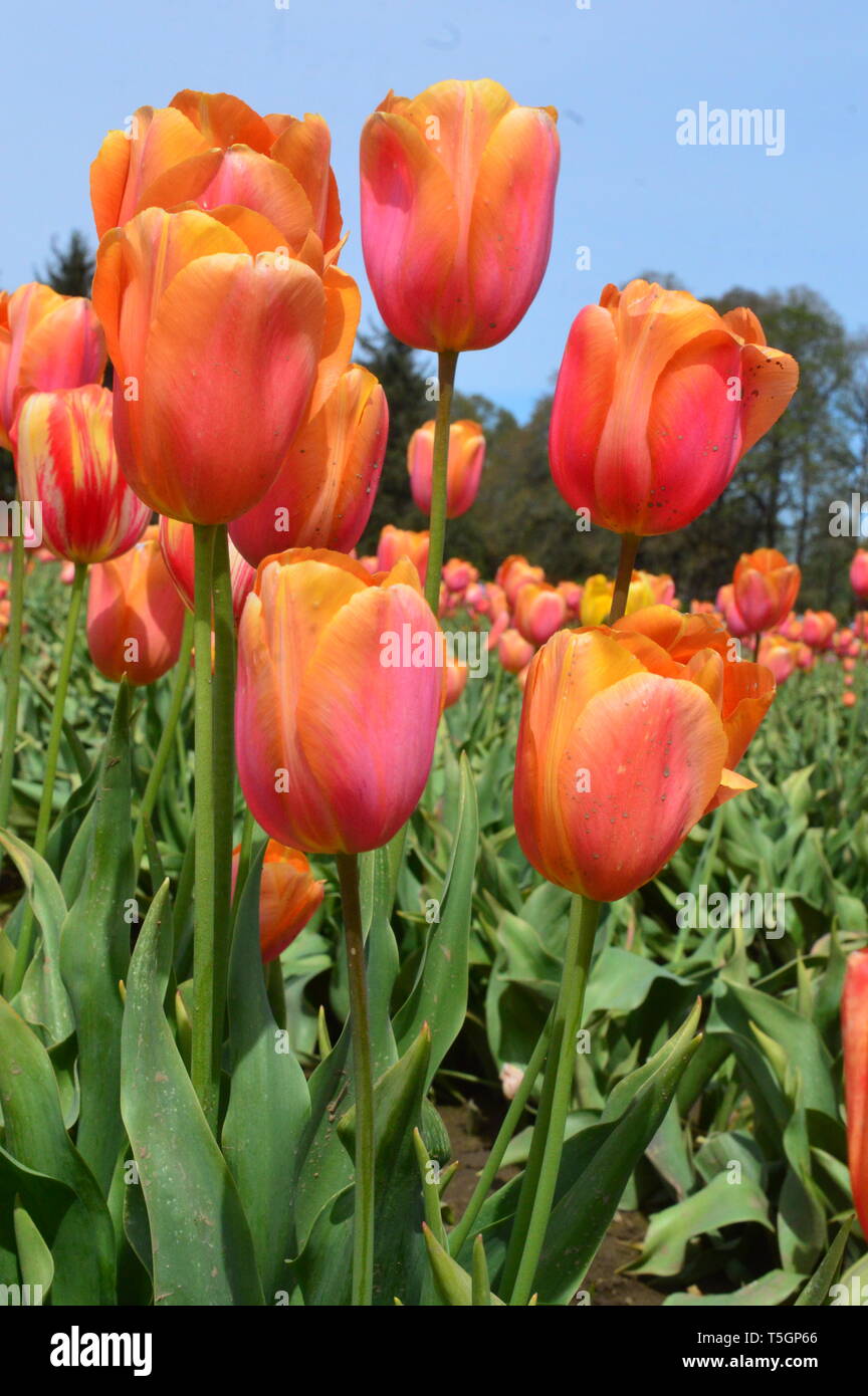 Orange tulips at Wooden Shoe Tulip Festival in Woodburn Oregon Stock ...