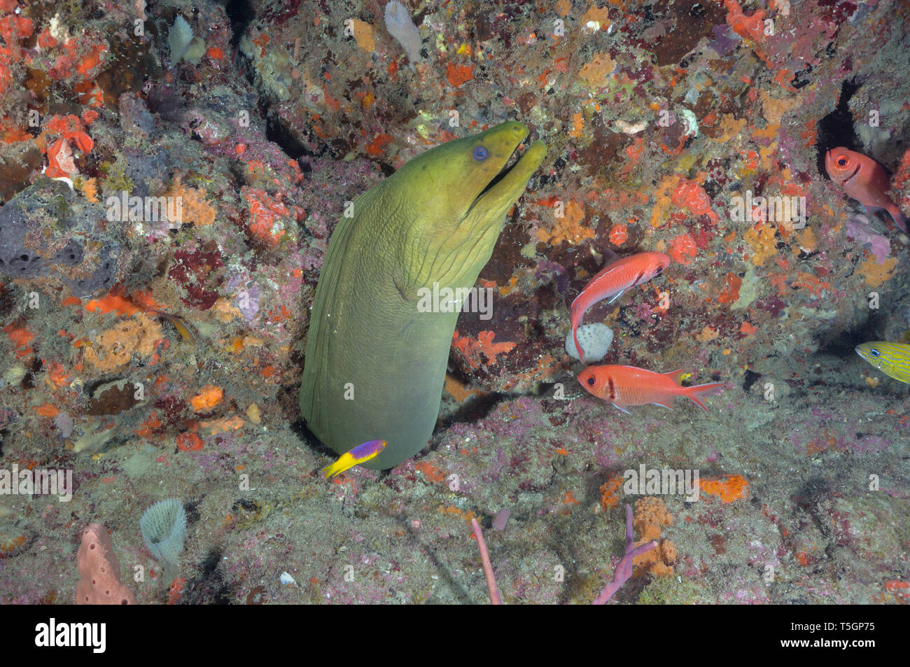 Moray and reef hi-res stock photography and images - Alamy