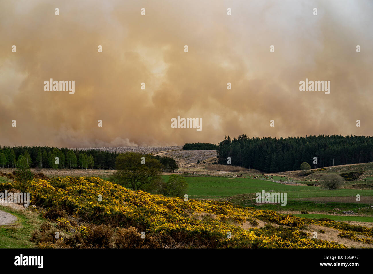 Gerardines hi-res stock photography and images - Alamy