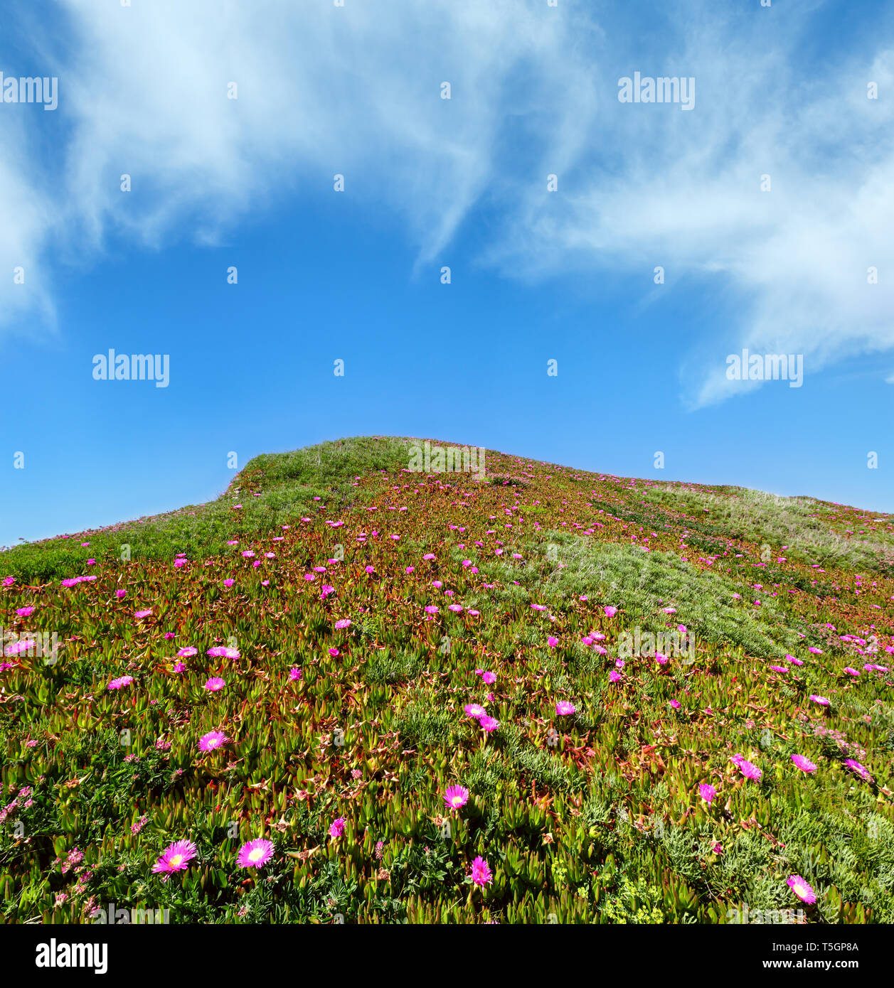 Blossom environment hill hi-res stock photography and images - Alamy