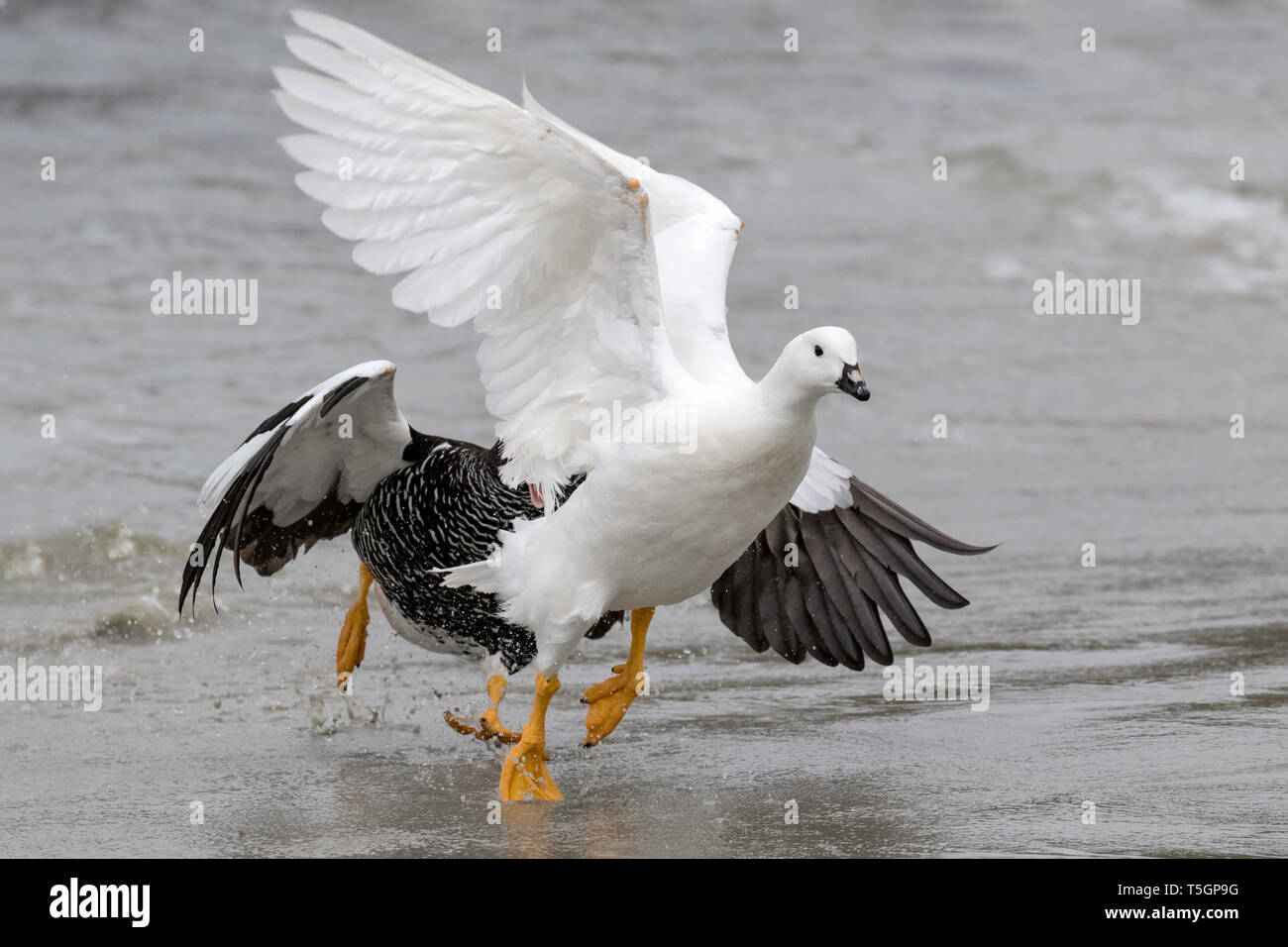 Large aggressive goose hi-res stock photography and images - Alamy