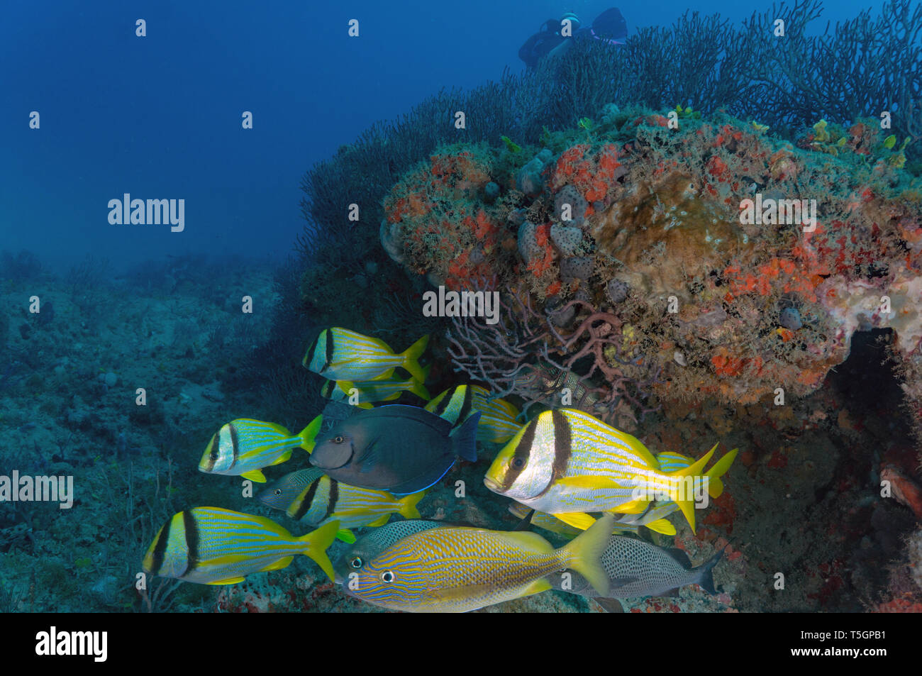 Porkfish hi-res stock photography and images - Alamy