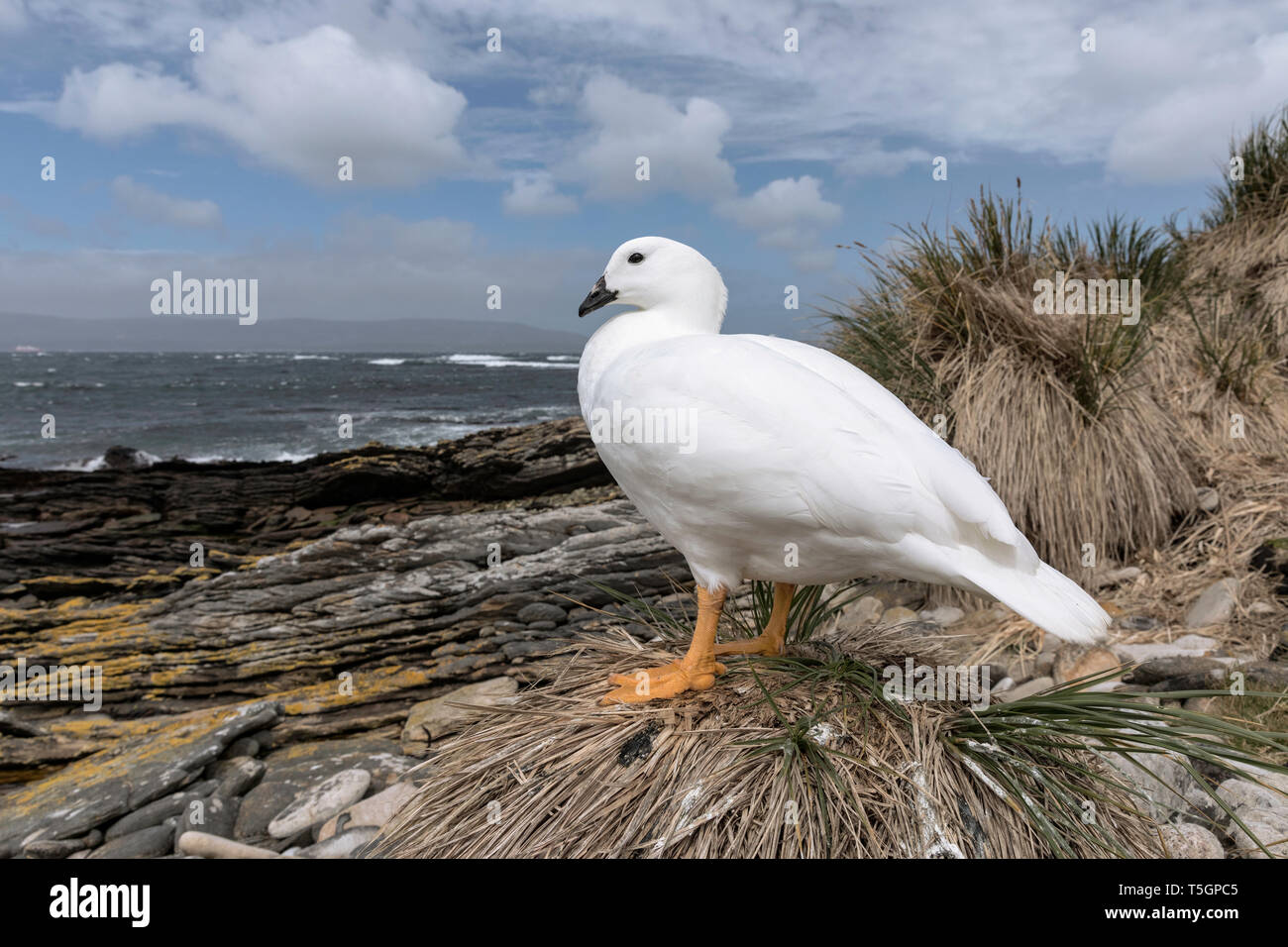 Handsome goose hi-res stock photography and images - Alamy
