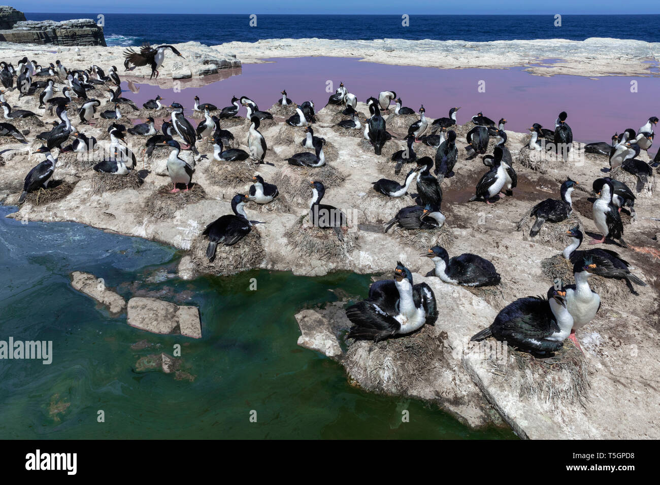 Cormorant breeding colony hi-res stock photography and images - Alamy