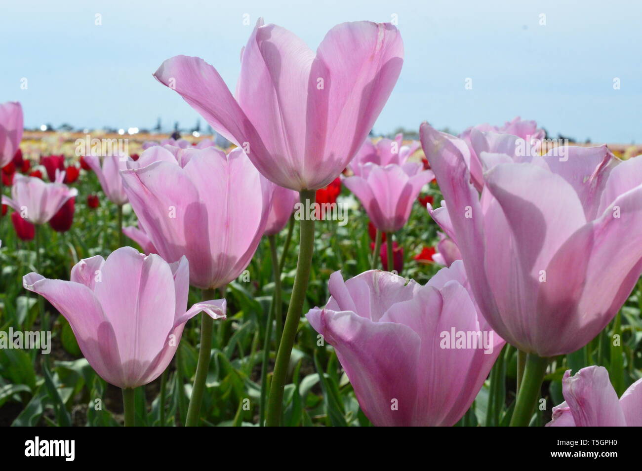 Pink Tulips at Wooden Shoe Tulip Festival in Woodburn Oregon Stock ...