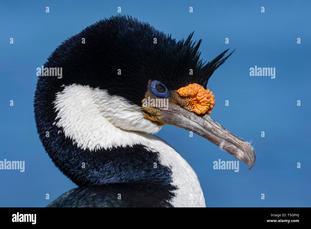 King Cormorant portrait Stock Photo - Alamy