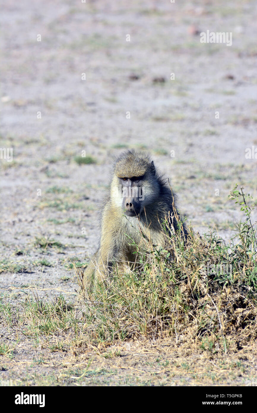 Sargas babuin hi-res stock photography and images - Alamy