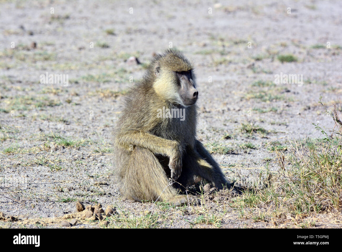 Sargas babuin hi-res stock photography and images - Alamy