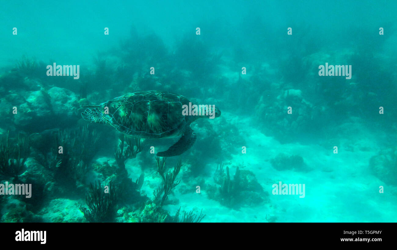 Turtle in Tulum Stock Photo - Alamy
