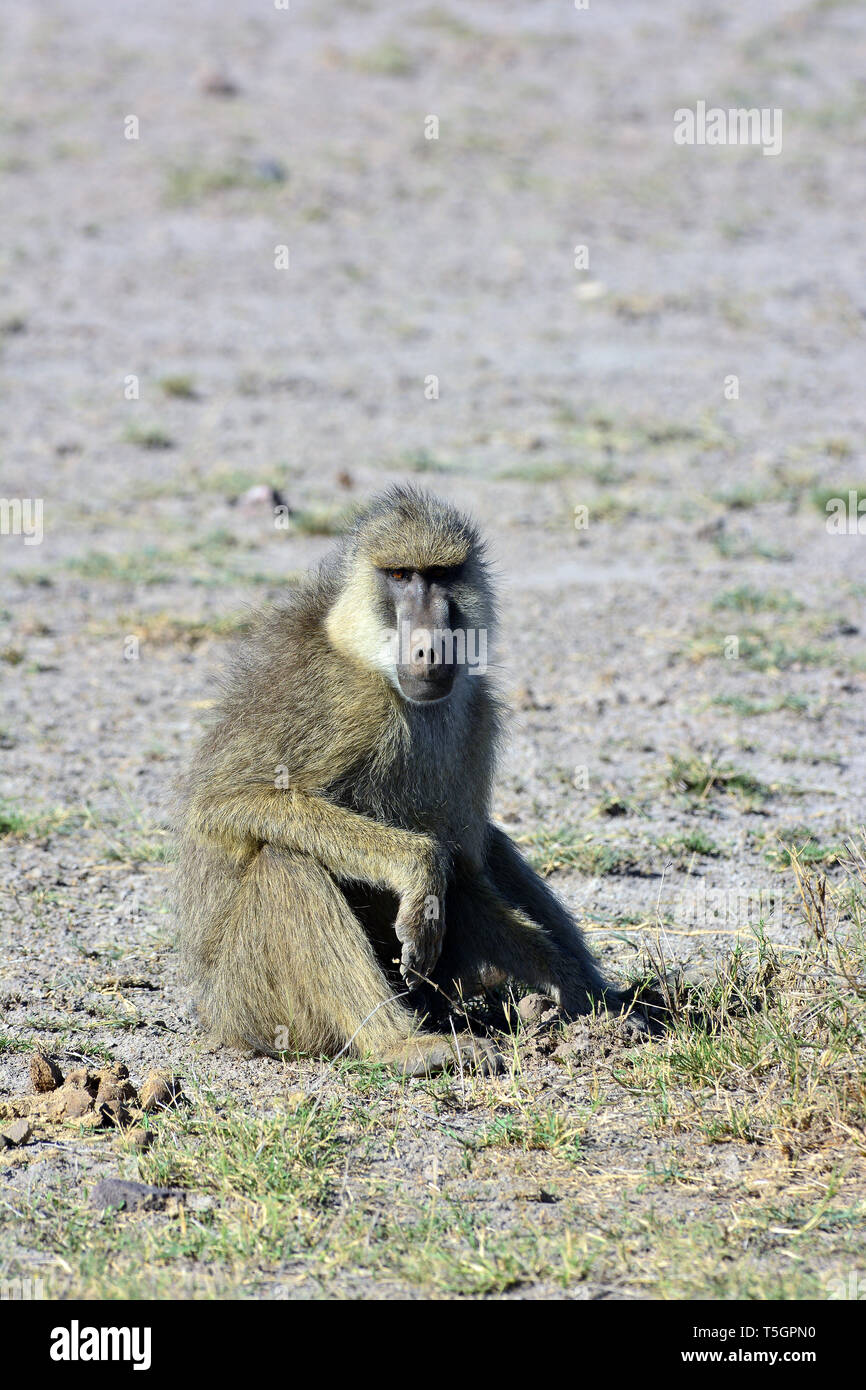 yellow baboon, Steppenpavian, Gelber Pavian, Babouin jaune, Babouin ...