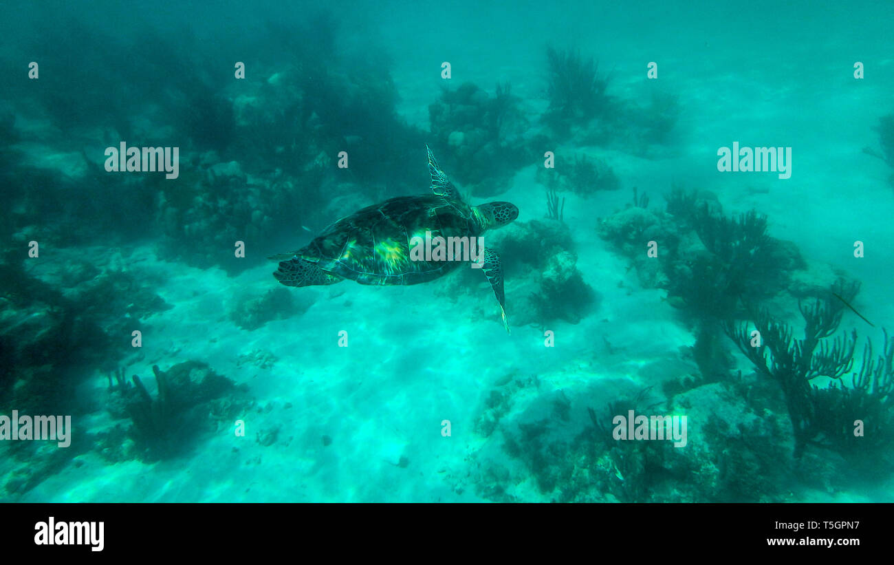 Turtle in Tulum Stock Photo - Alamy