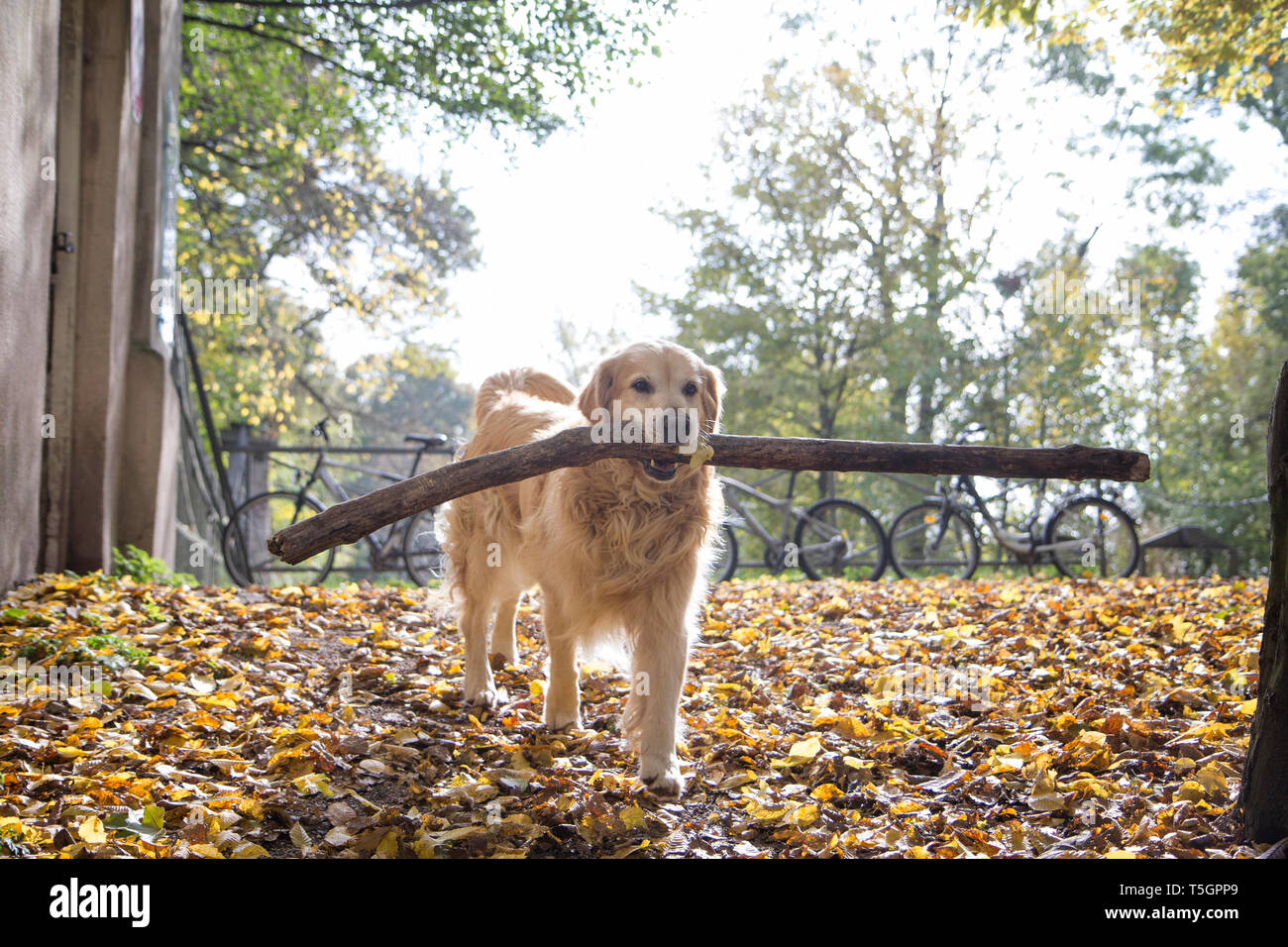 Big stick hi-res stock photography and images - Alamy