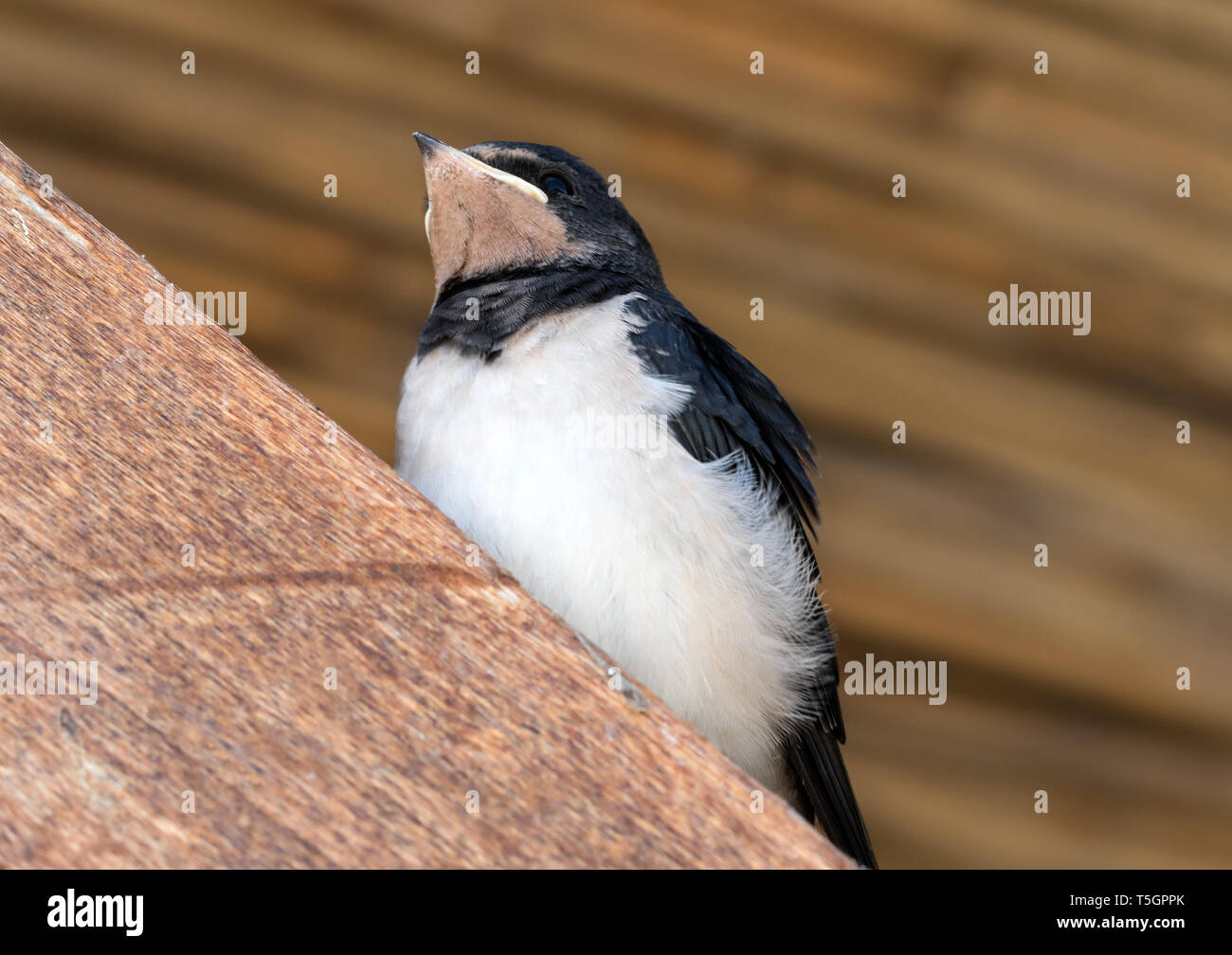 Young bird of swallow sits on wooden beam under roof. Close-up view ...