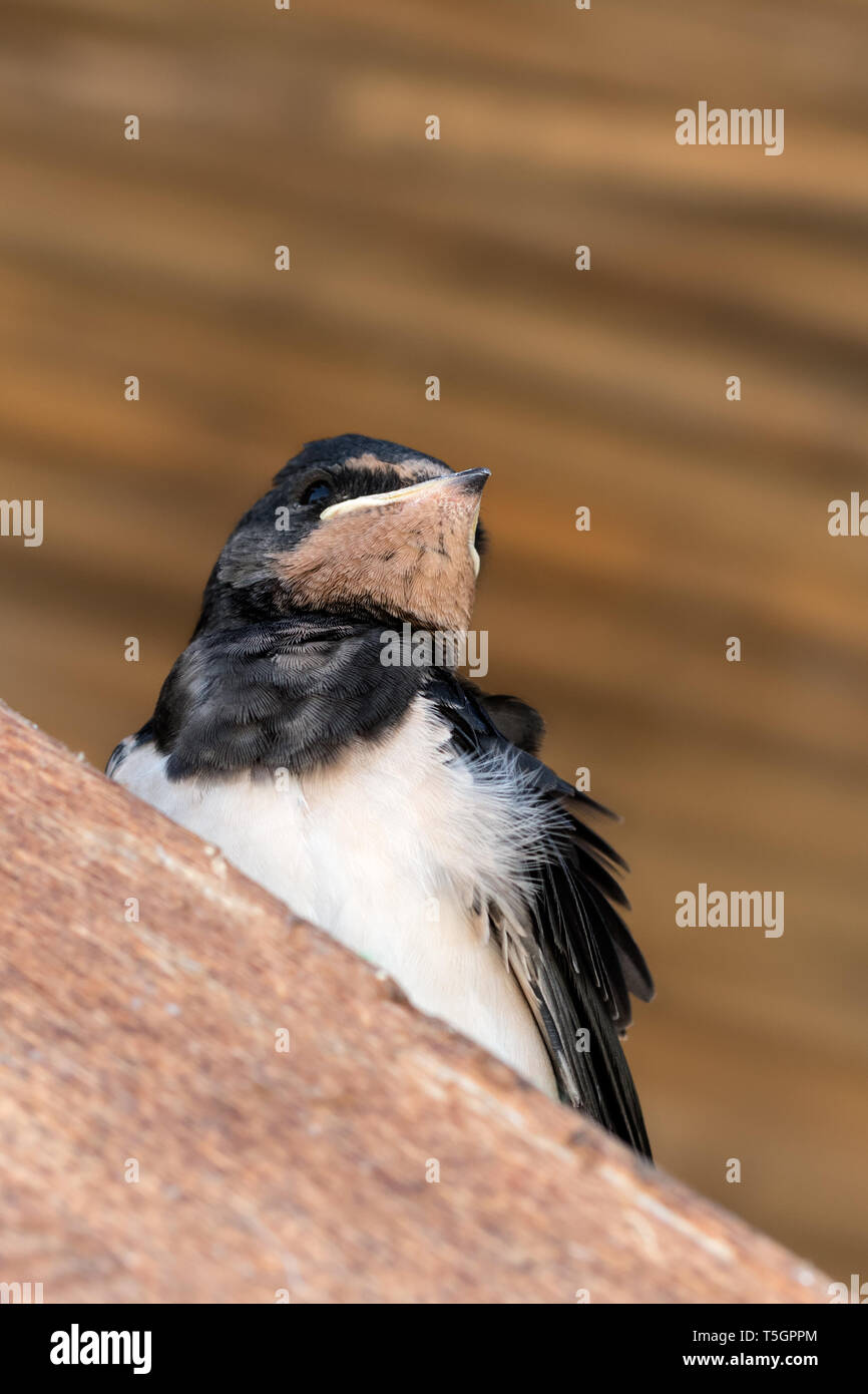 Baby bird of swallow sits on sunlit wooden beam under roof. Close-up ...