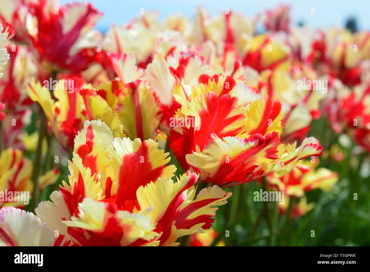 Yellow tulips at Wooden Shoe Tulip Festival in Woodburn Oregon Stock ...
