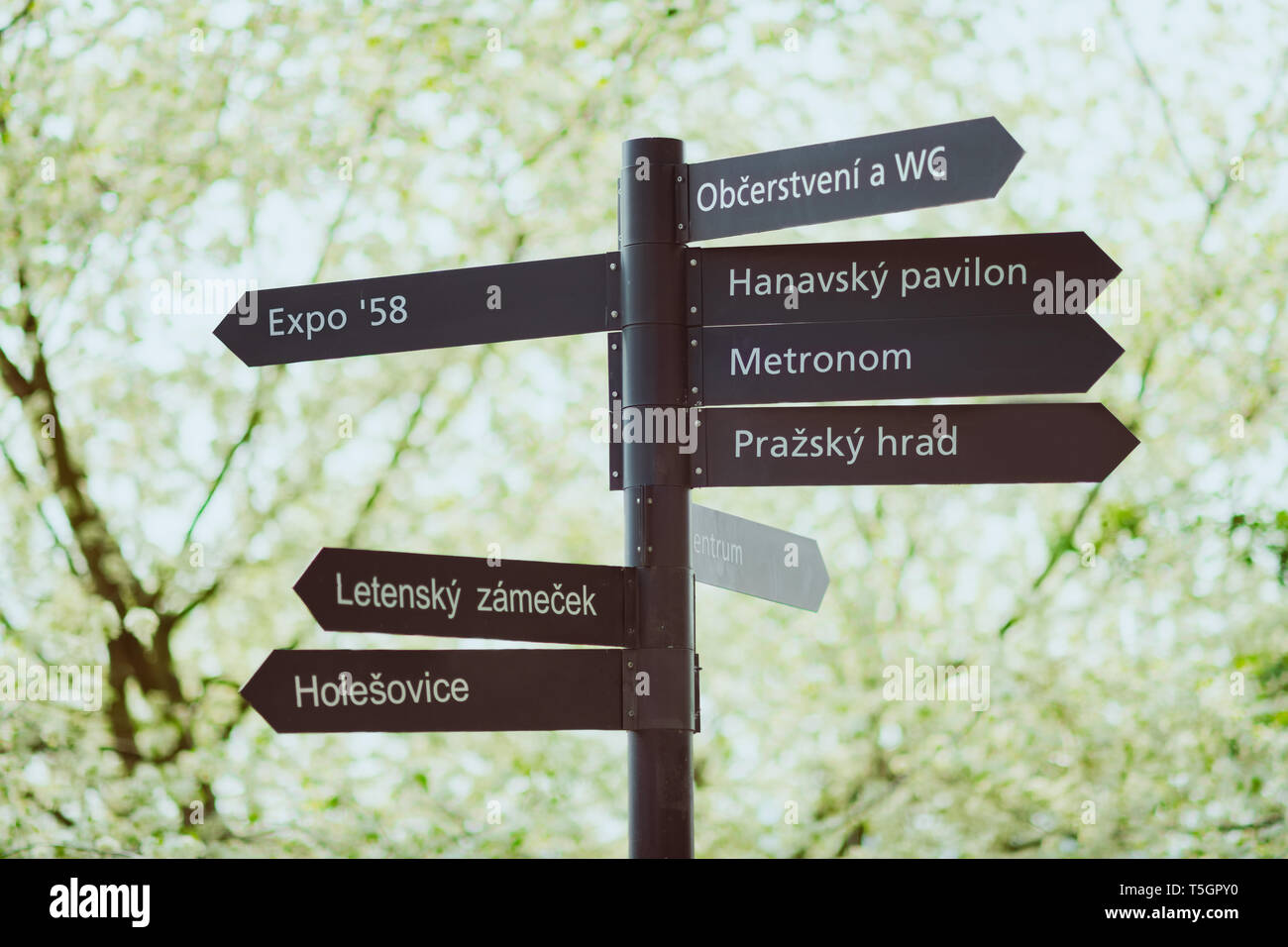 Czech pointer hi-res stock photography and images - Alamy