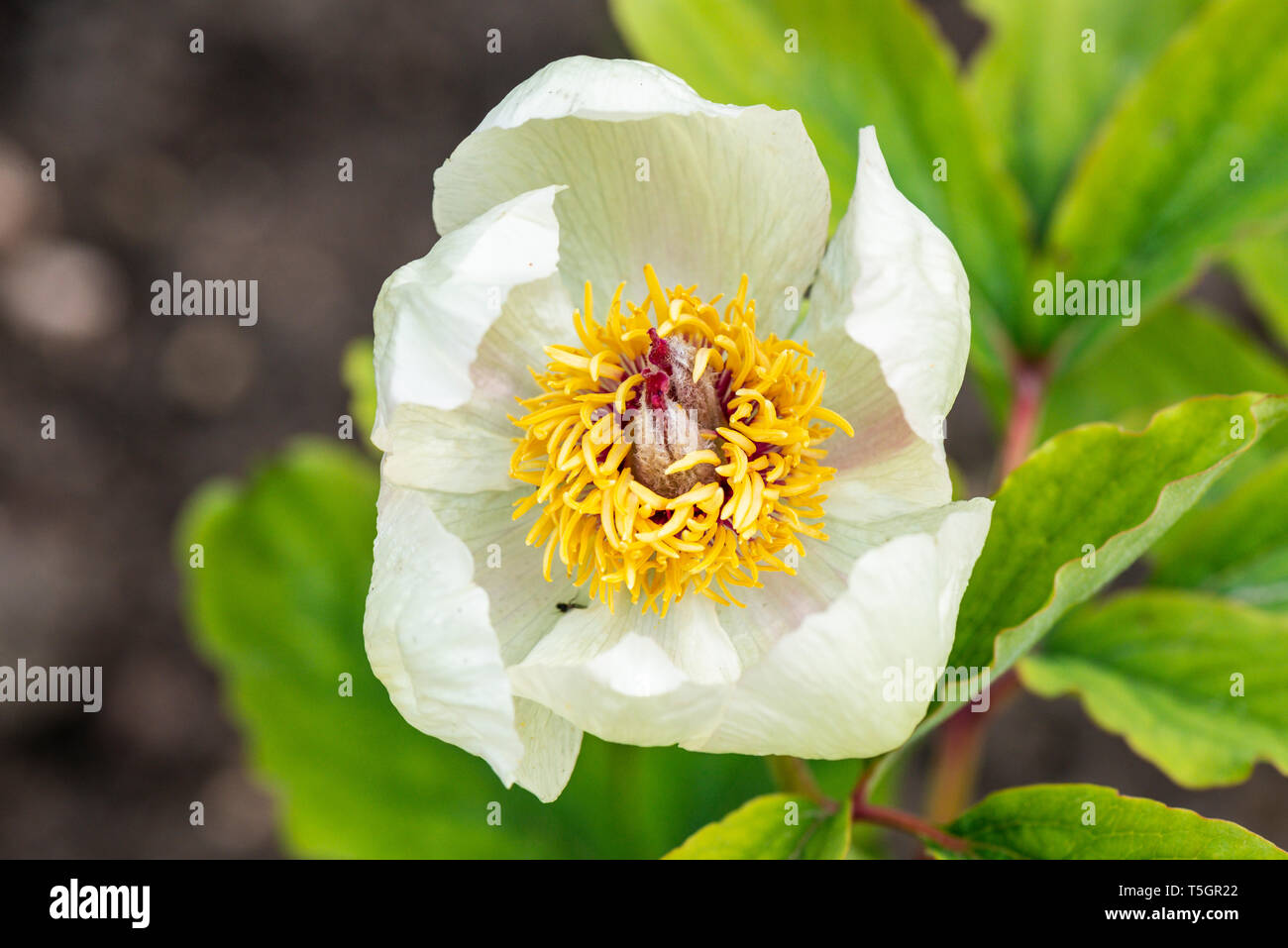 A single white peony flower Stock Photo - Alamy