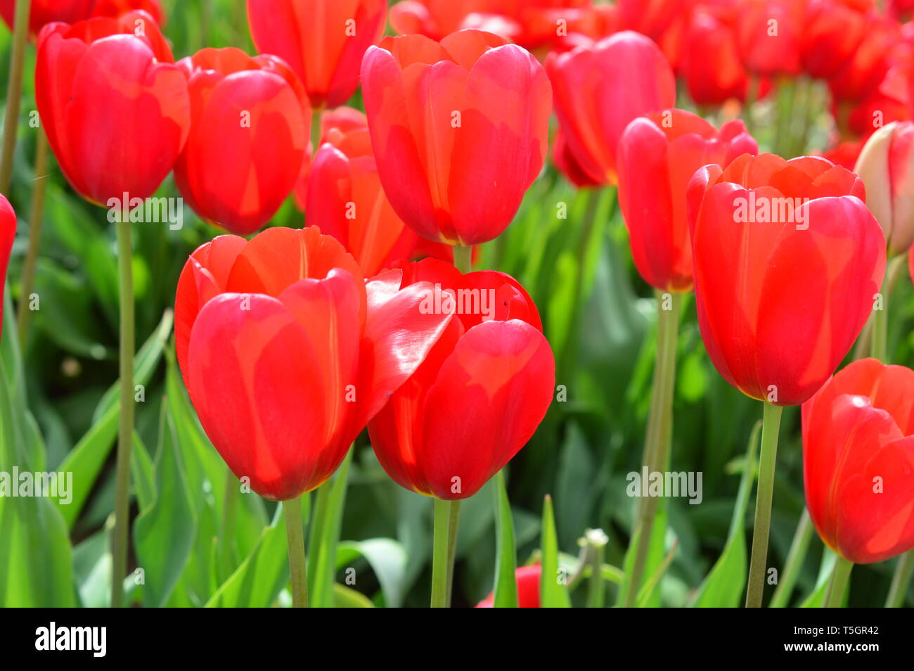 Red Tulips at Wooden Shoe Tulip Festival in Woodburn Oregon Stock Photo ...