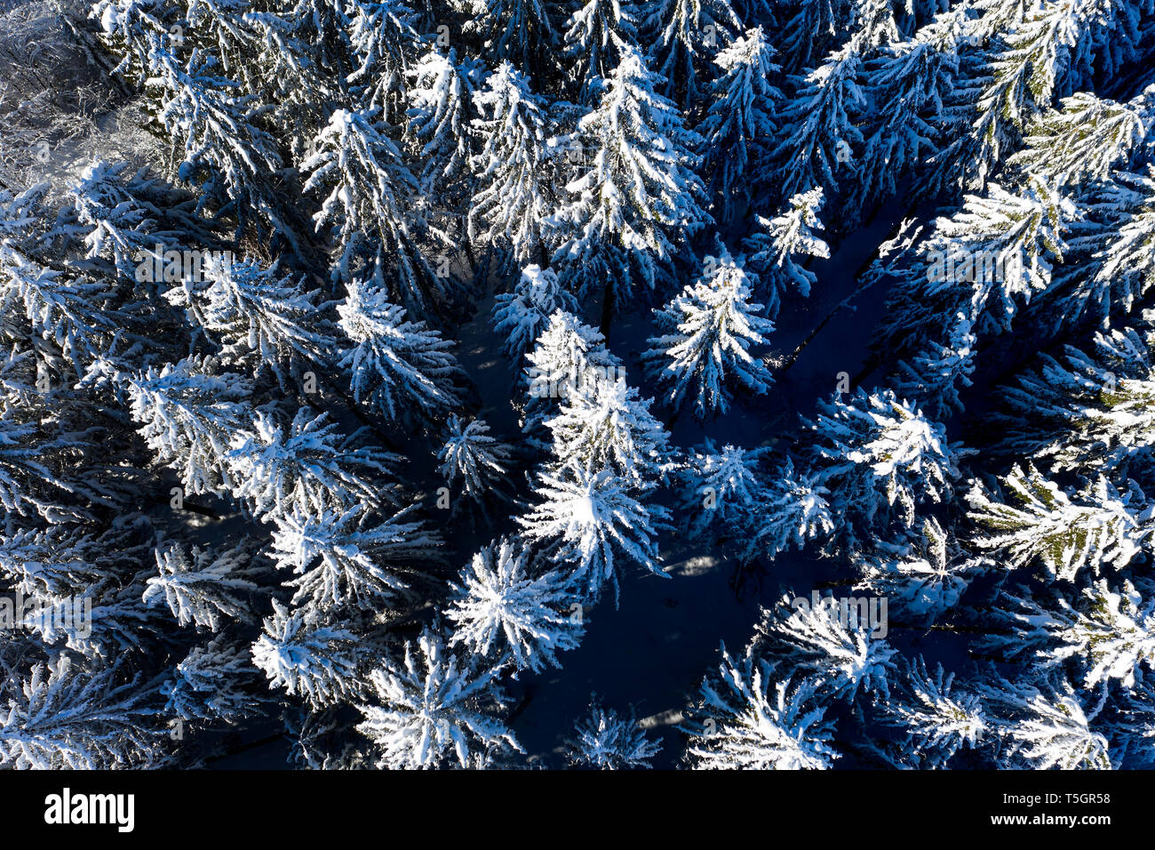 Aerial view of spruce trees in winter Stock Photo - Alamy