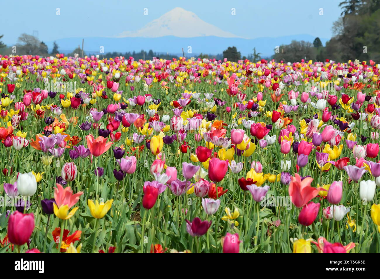 Wooden Shoe Tulip Festival in Woodburn Oregon Stock Photo - Alamy