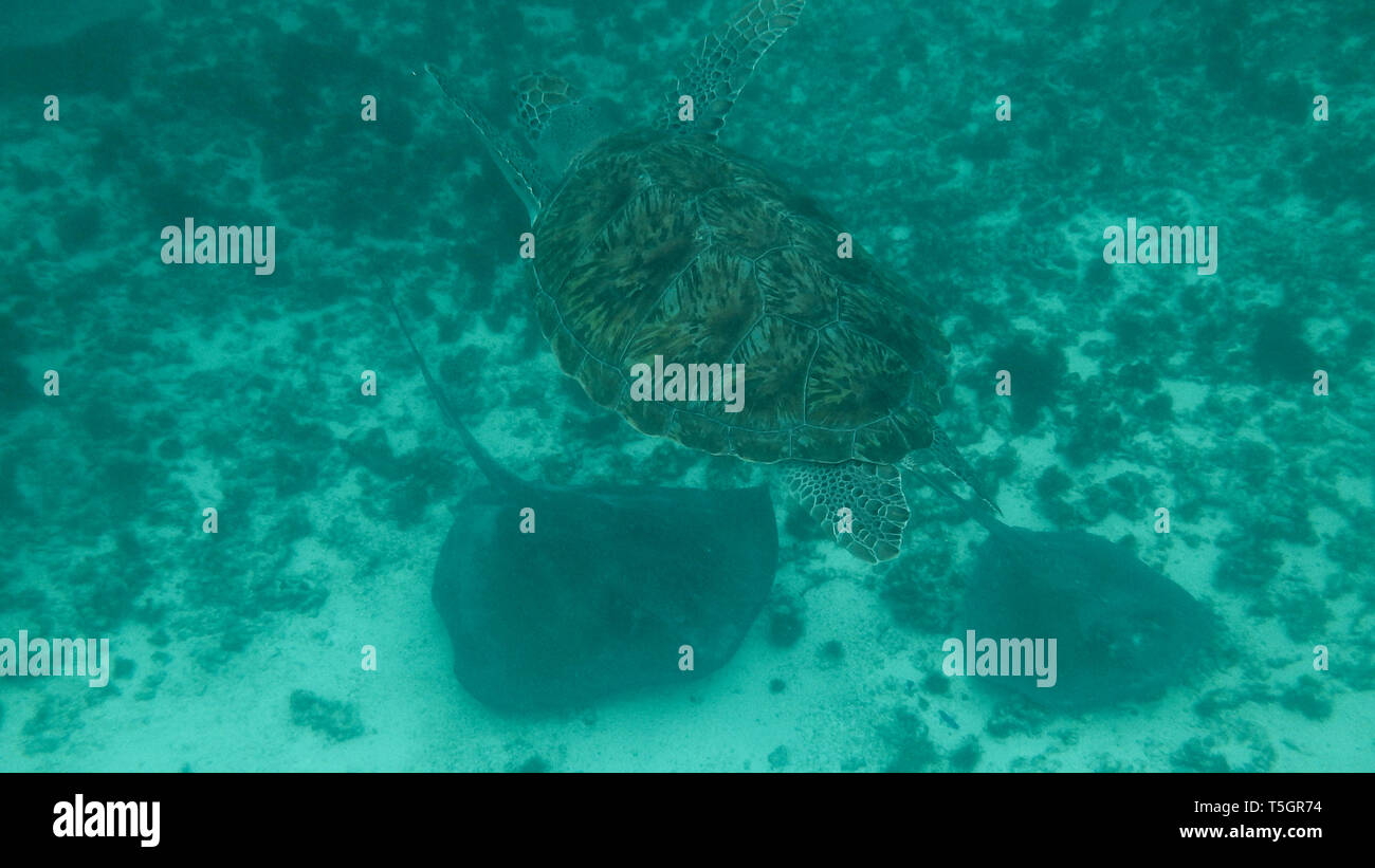 Tulum turtle hi-res stock photography and images - Alamy