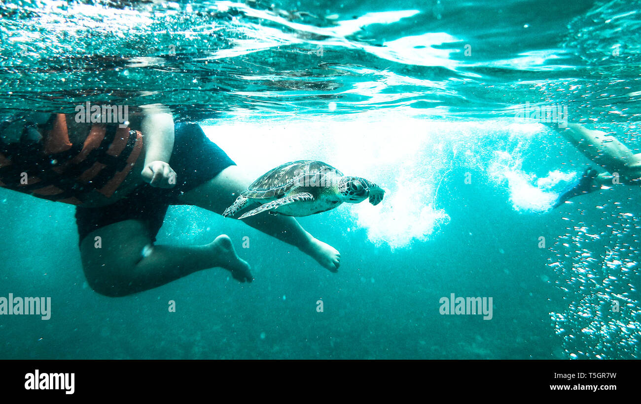 Tulum Turtle High Resolution Stock Photography and Images - Alamy