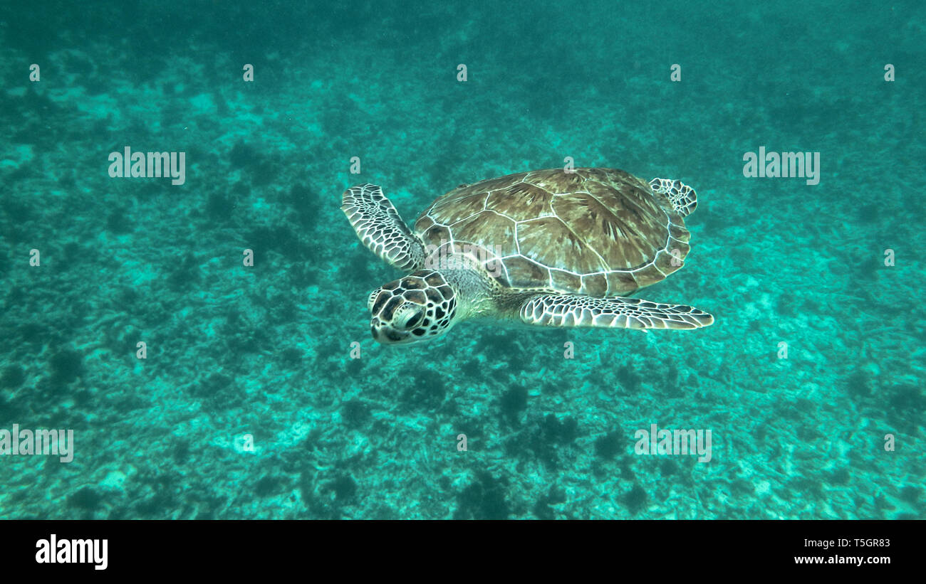 Tulum Turtle High Resolution Stock Photography and Images - Alamy
