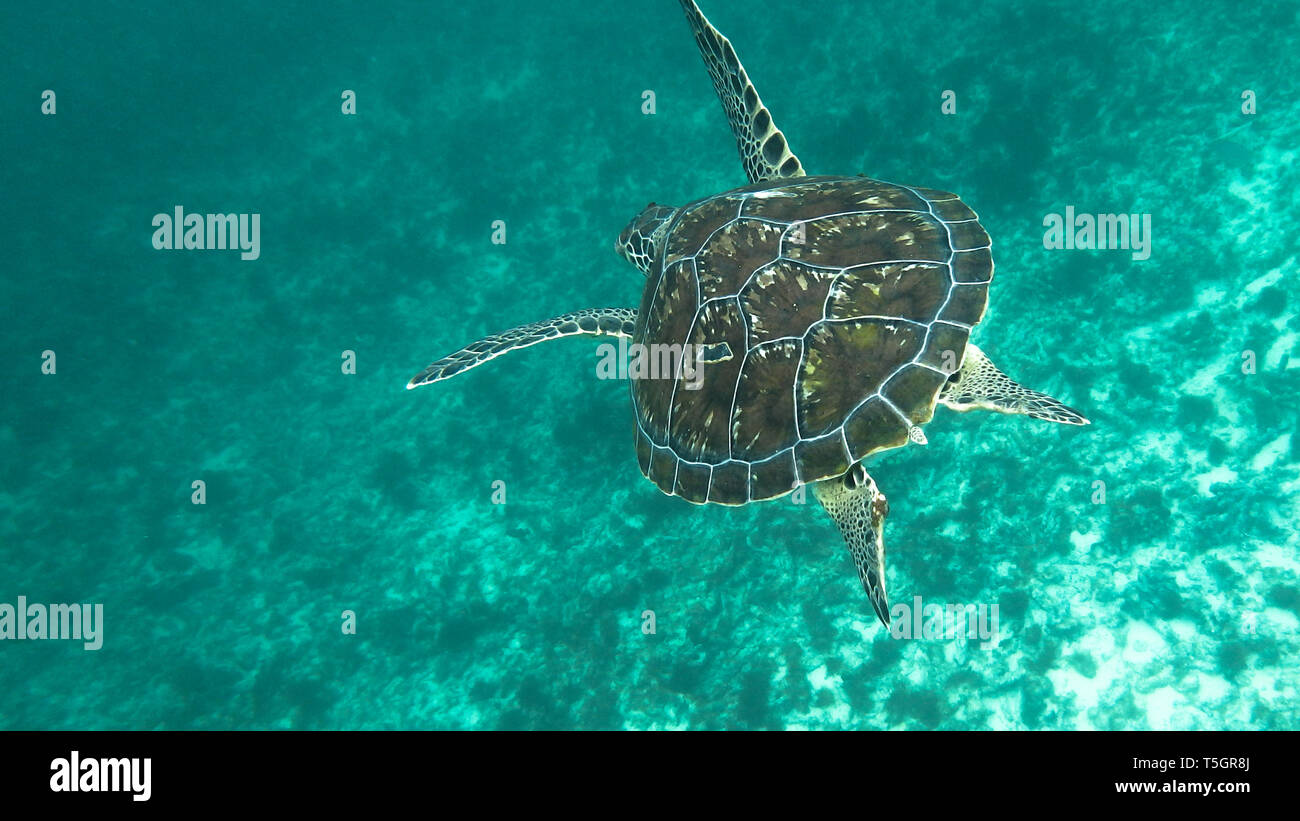 Tulum Turtle High Resolution Stock Photography and Images - Alamy