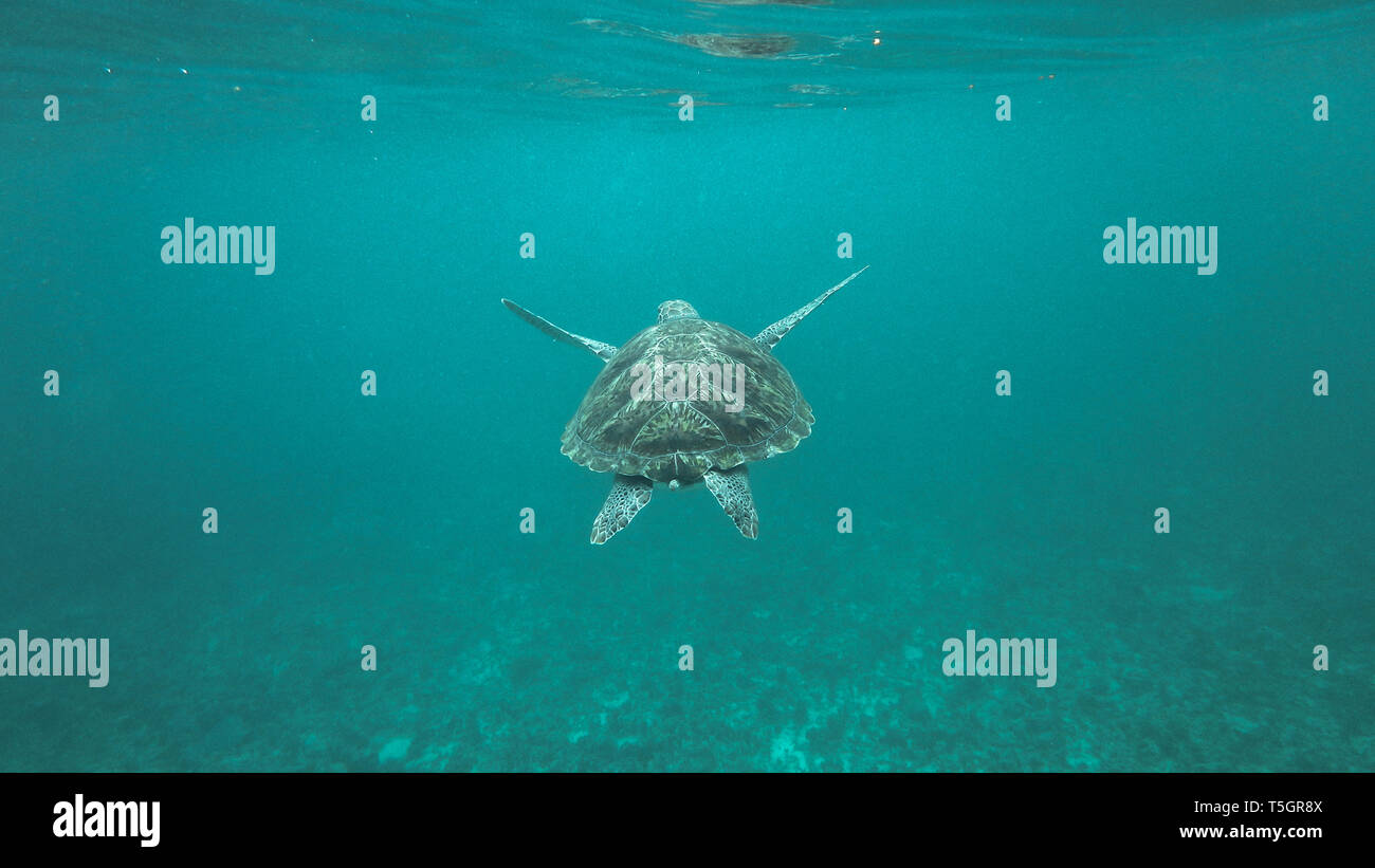 Tulum Turtle High Resolution Stock Photography and Images - Alamy