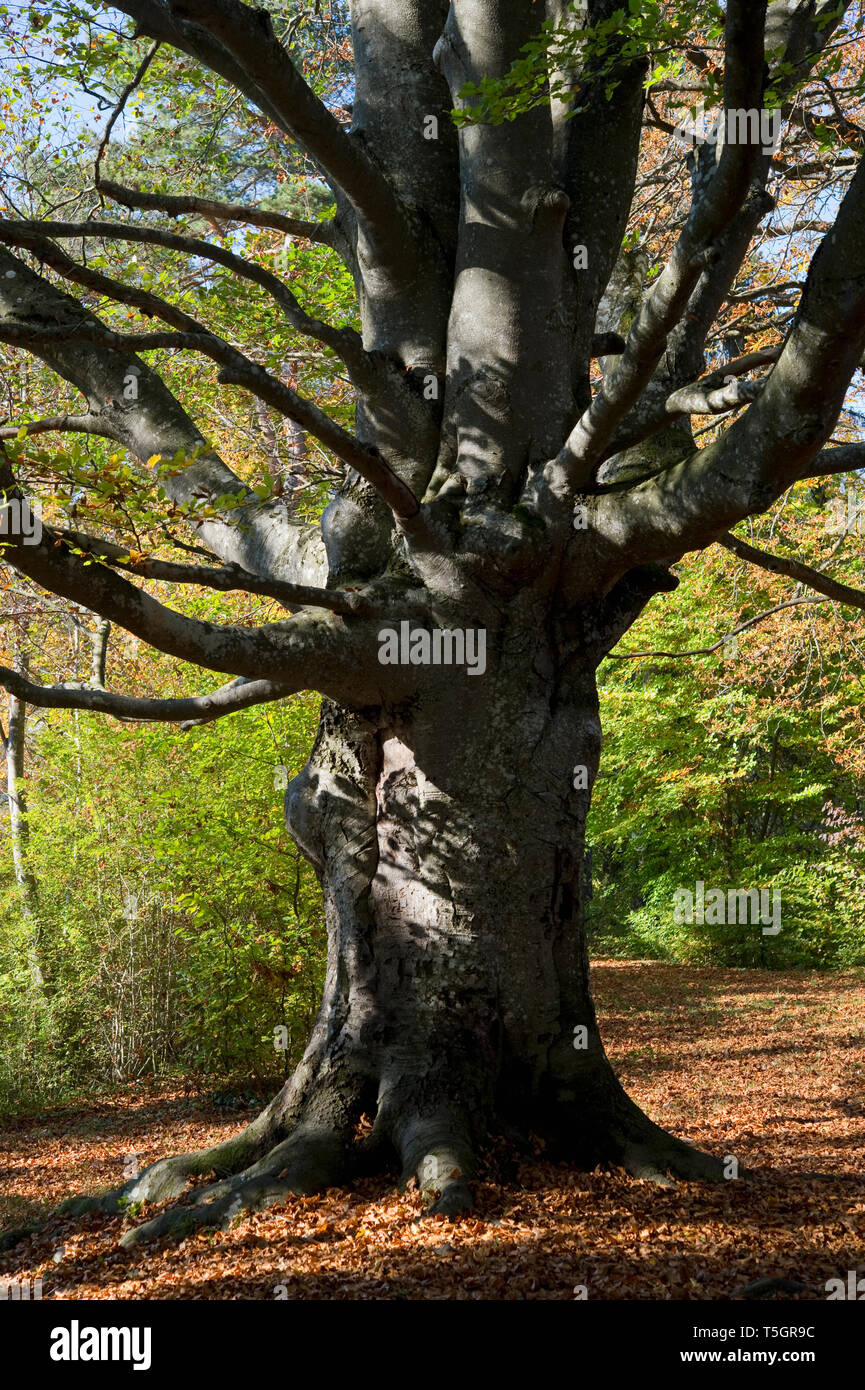 Old beech tree hi-res stock photography and images - Alamy