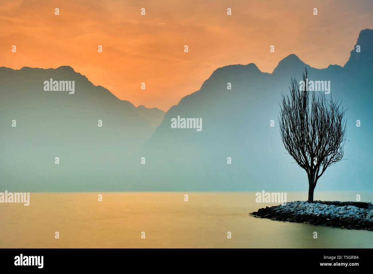 Bald tree hi-res stock photography and images - Alamy