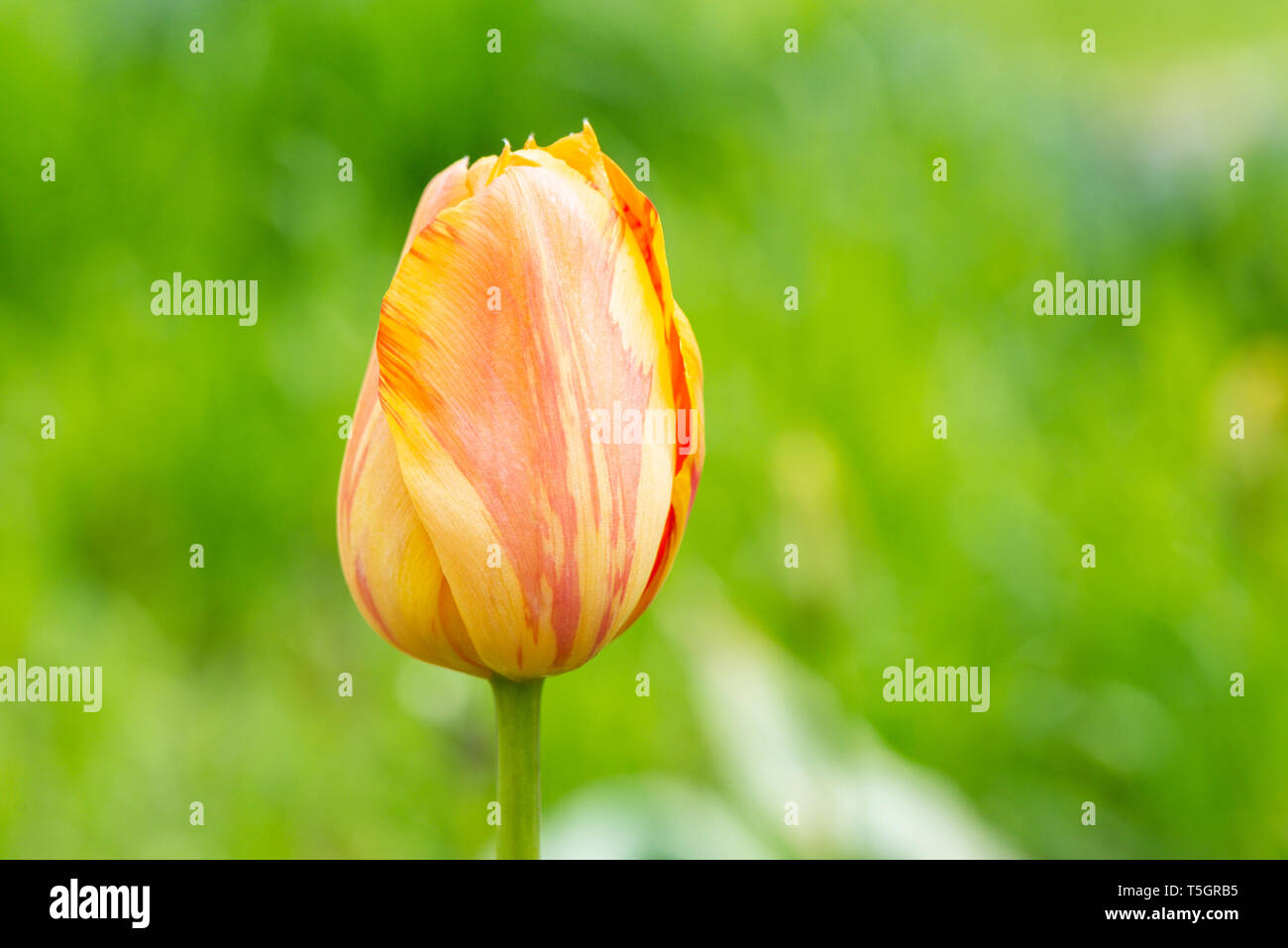 Unopened tulip bud hi-res stock photography and images - Alamy
