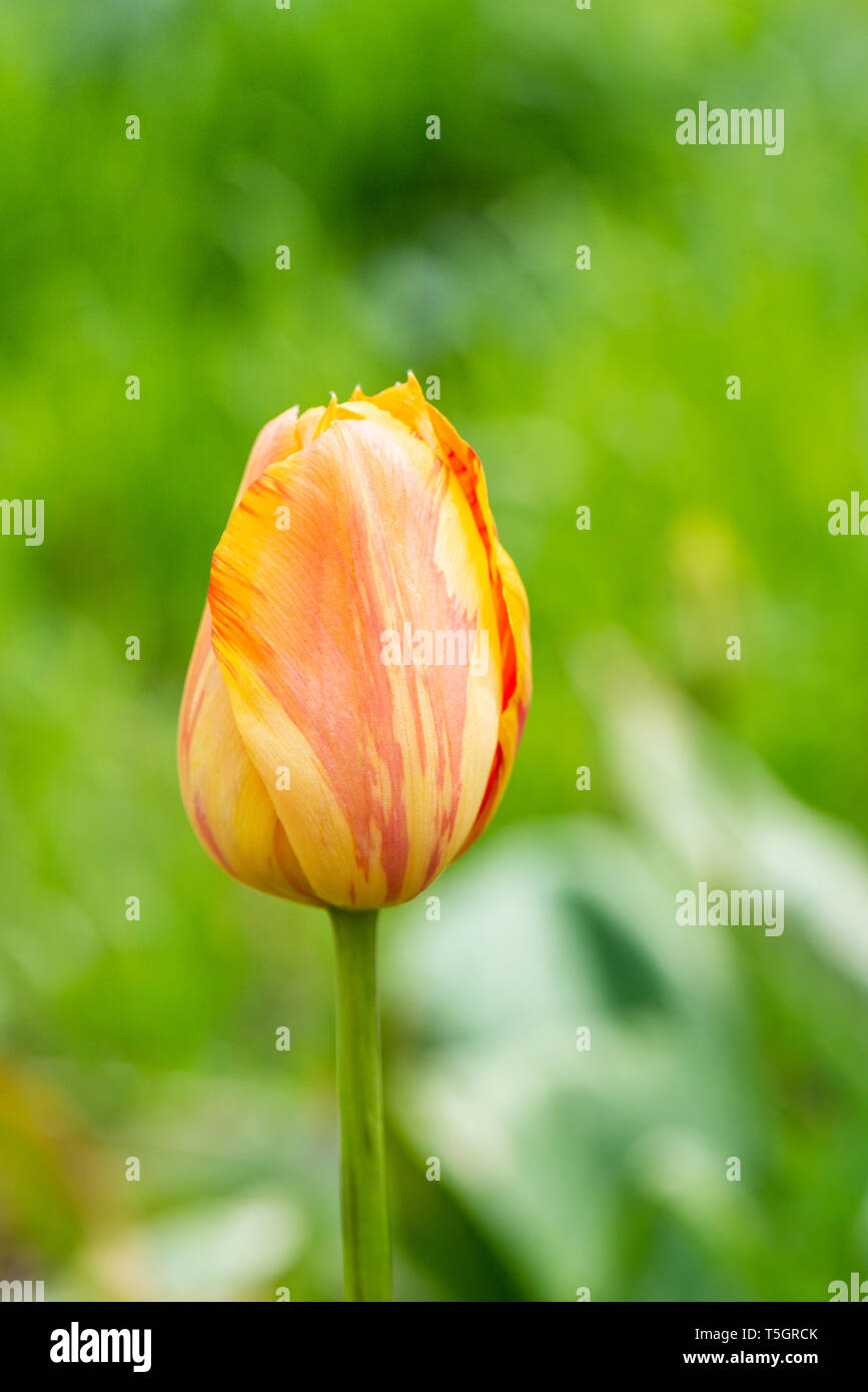 Unopened tulip hi-res stock photography and images - Alamy