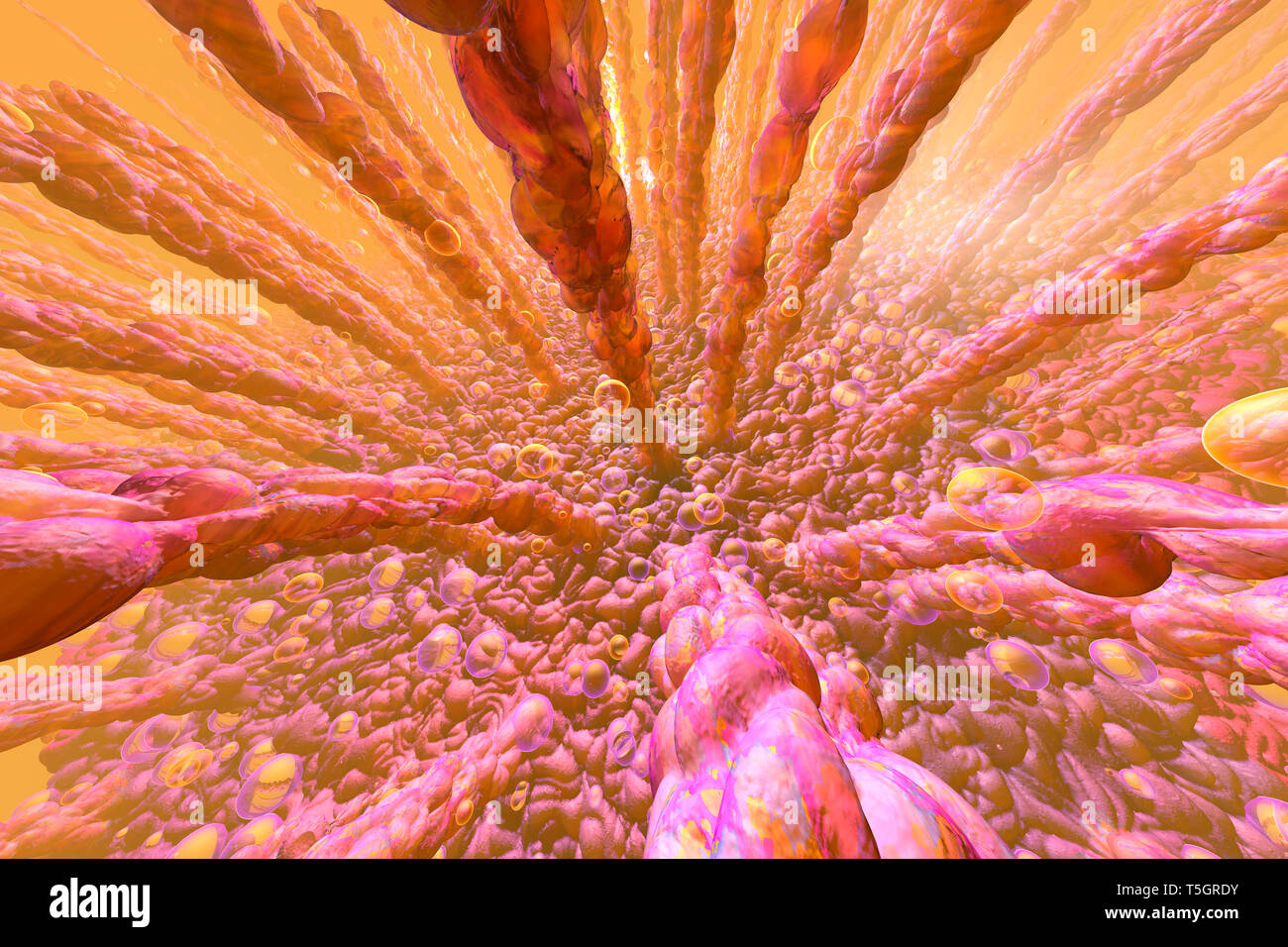 Visualisation human intestinal villi the metabolism hi-res stock ...
