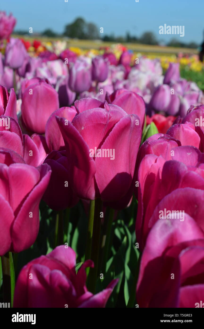 Pink Tulips at Wooden Shoe Tulip Festival in Woodburn Oregon Stock ...