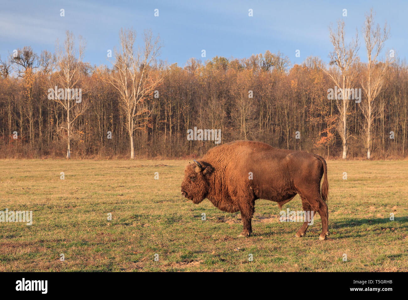 european bison in the forest. Bucsani, Romania Stock Photo - Alamy