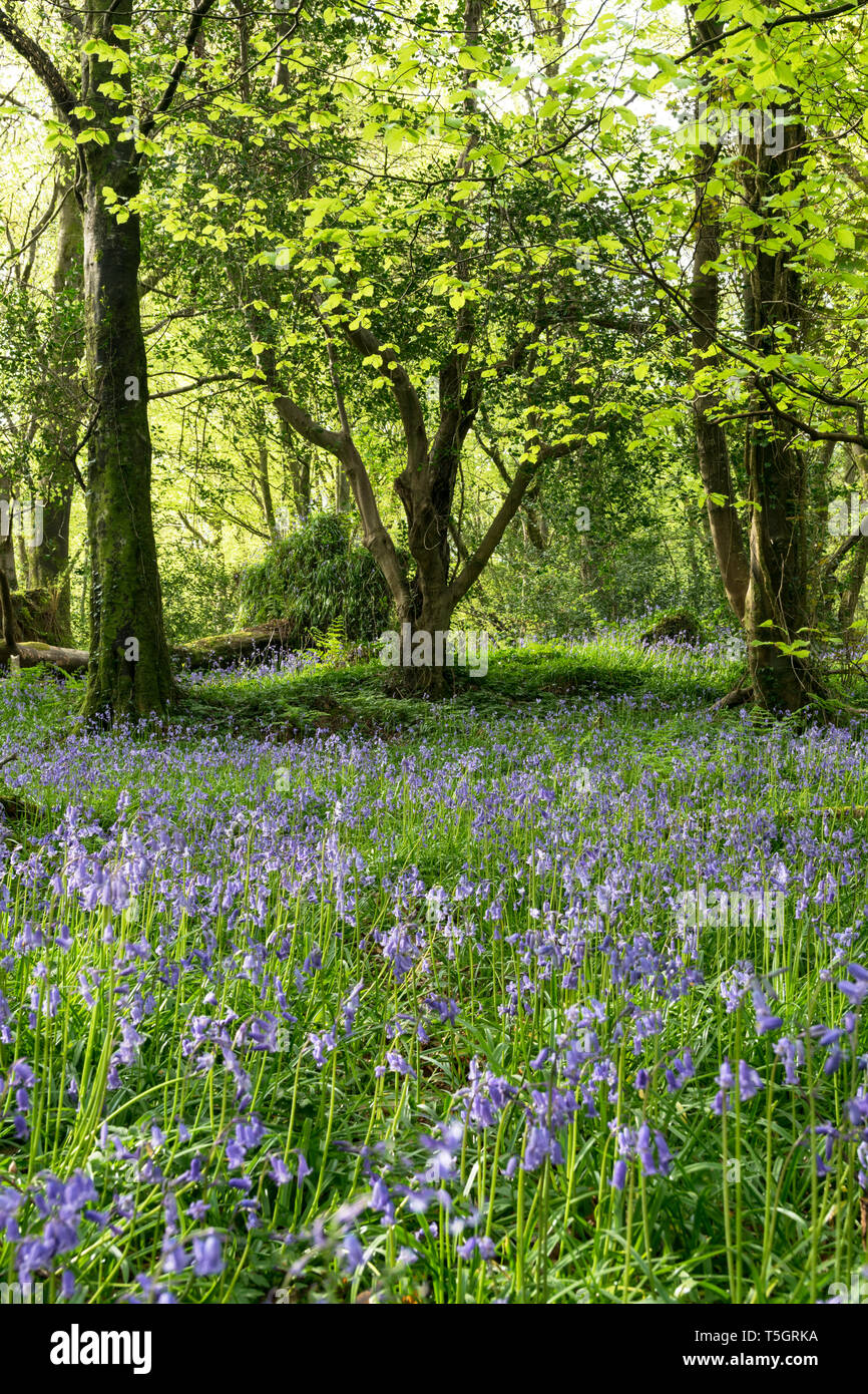 Bluebells in full bloom in a woodland in Ireland. Hyacinthoides Stock ...