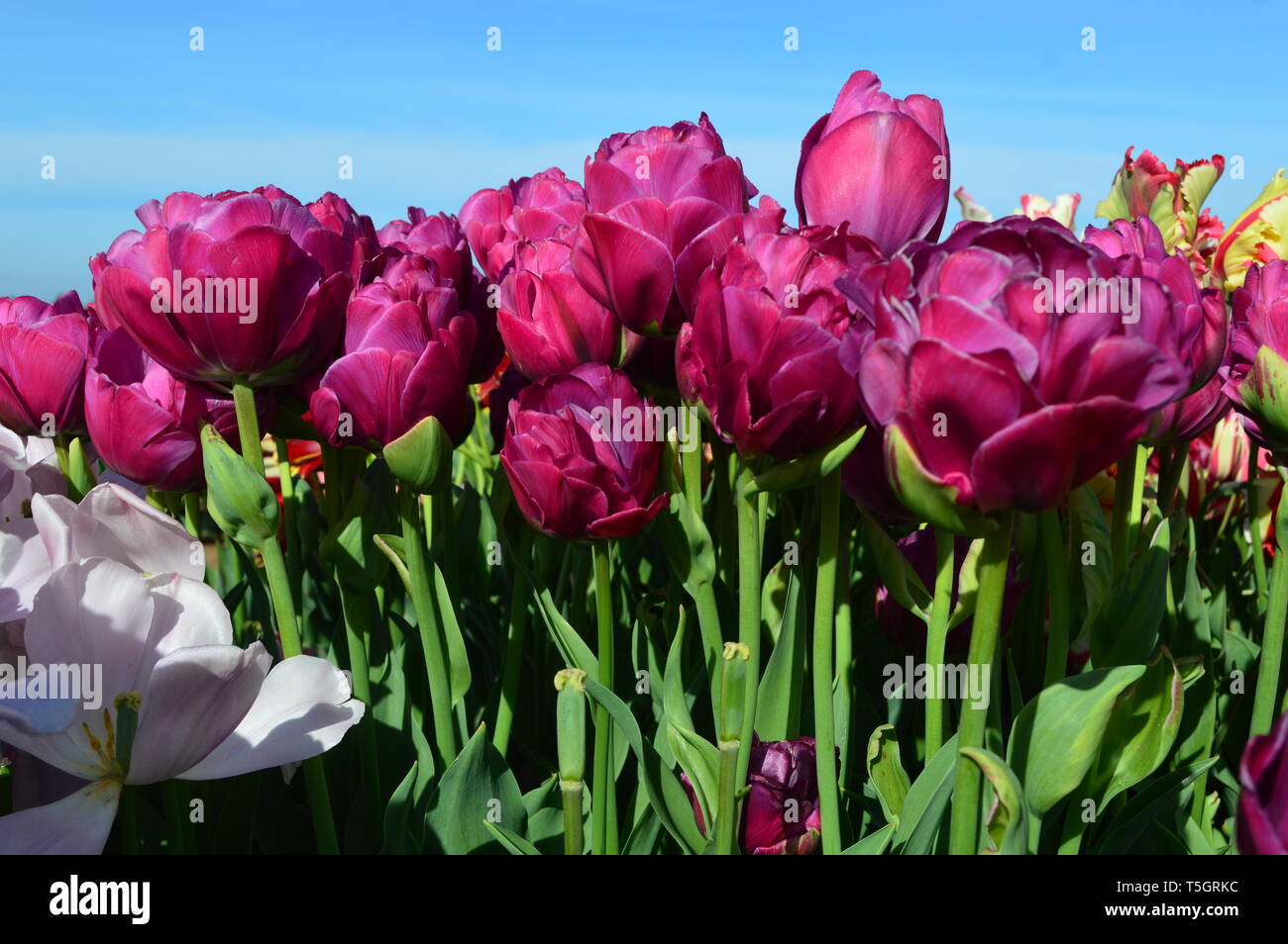 Pink Tulips at Wooden Shoe Tulip Festival in Woodburn Oregon Stock ...