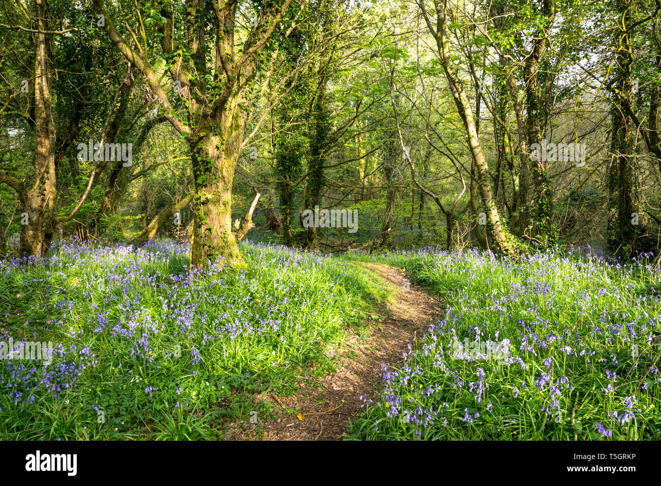 Bluebells in full bloom along a woodland path in Ireland. Hyacinthoides ...