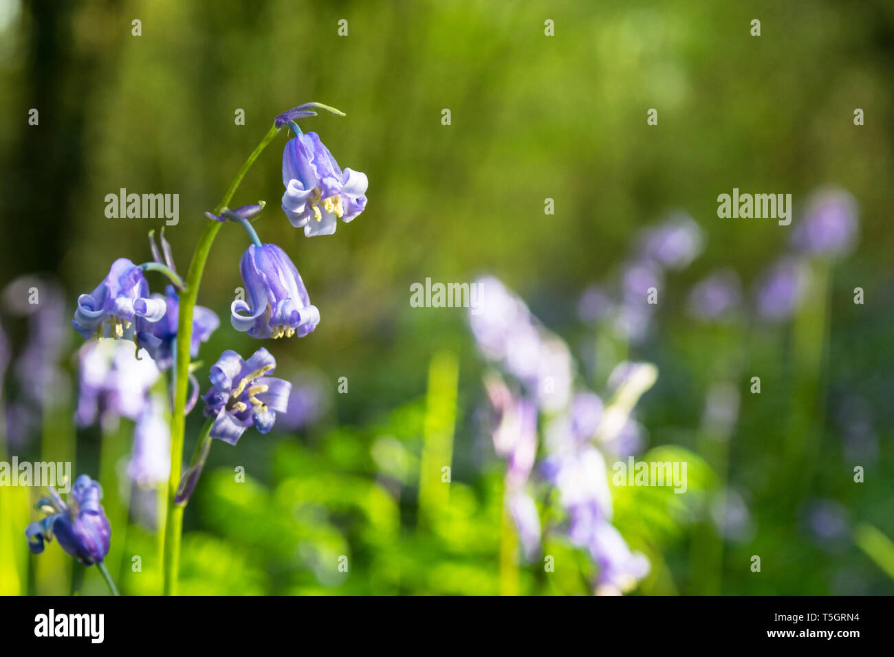 Bluebells in full bloom in a woodland in Ireland. Hyacinthoides Stock ...