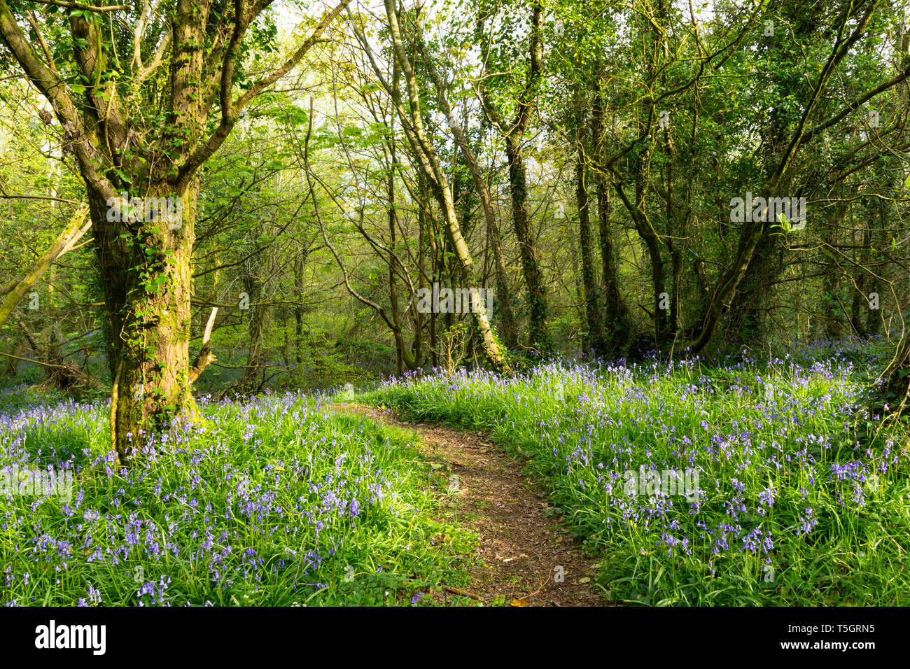 Bluebells in full bloom along a woodland path in Ireland. Hyacinthoides ...