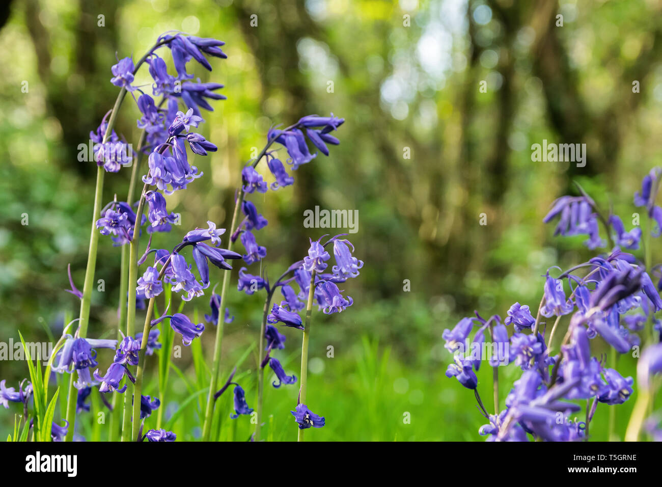 Bluebells in full bloom in a woodland in Ireland. Hyacinthoides Stock ...