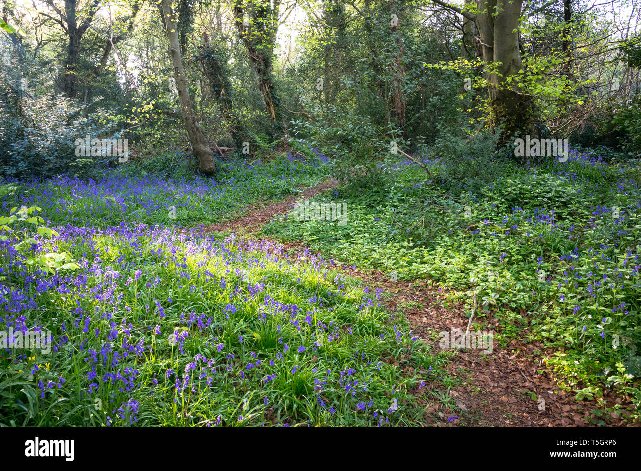 Bluebells in full bloom along a woodland path in Ireland. Hyacinthoides ...