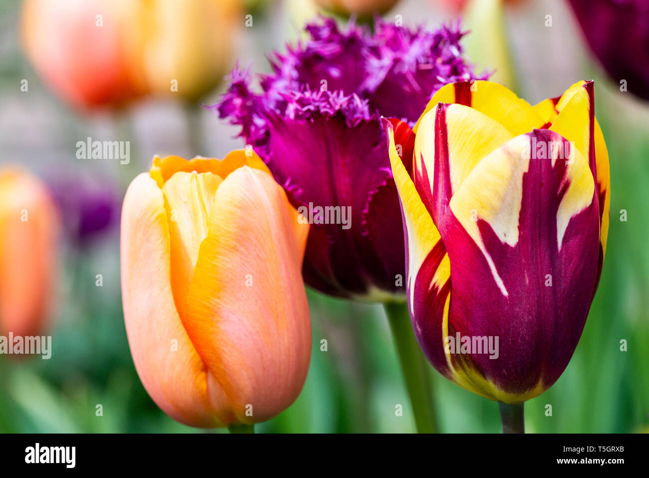 Different varieties of tulips hi-res stock photography and images - Alamy