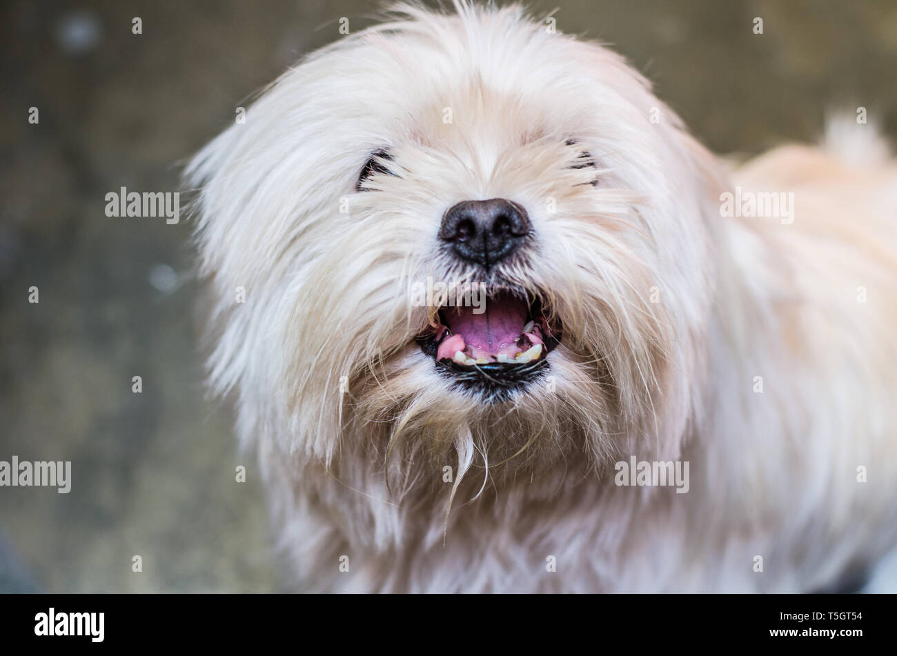 Dog growls into the camera. Maltese is angry and shows fangs Stock ...