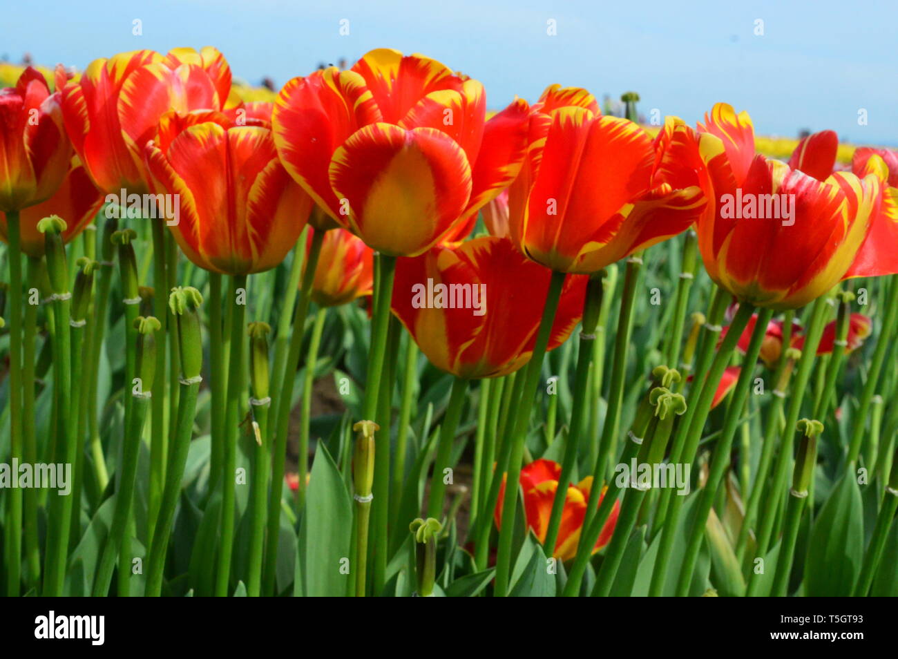 Orange Tulips at Wooden Shoe Tulip Festival in Woodburn Oregon Stock ...