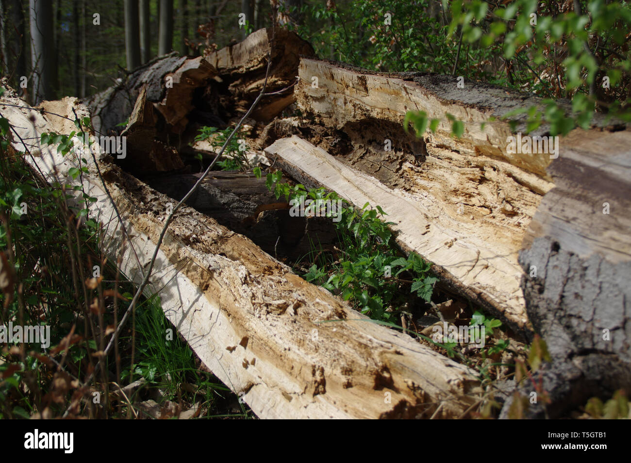 Old broken tree hi-res stock photography and images - Alamy