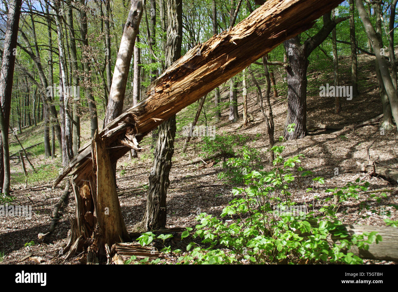 Environment park hi-res stock photography and images - Alamy